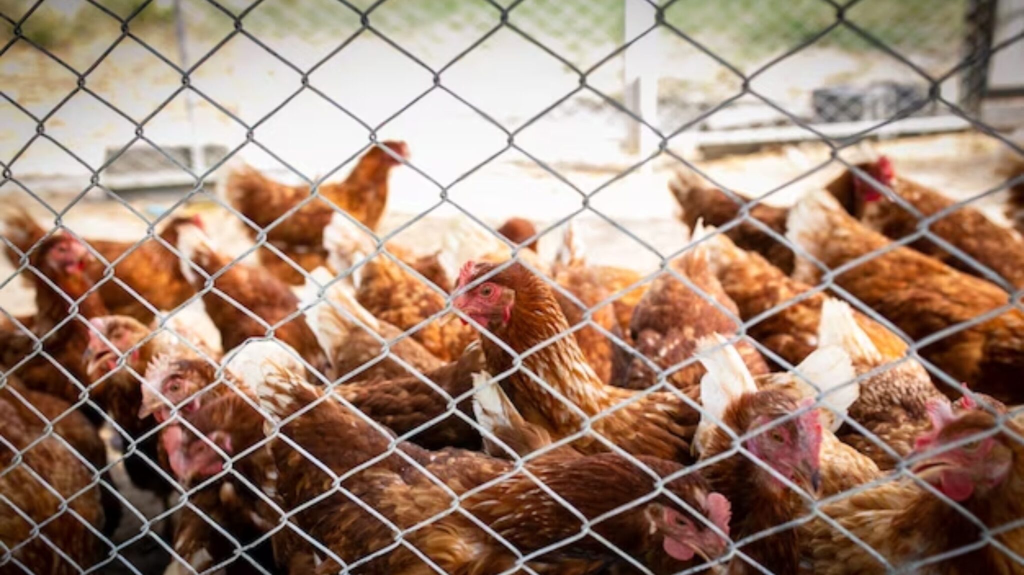 Why Chicken Mesh is Right for You - Srilakshmiwirenetting