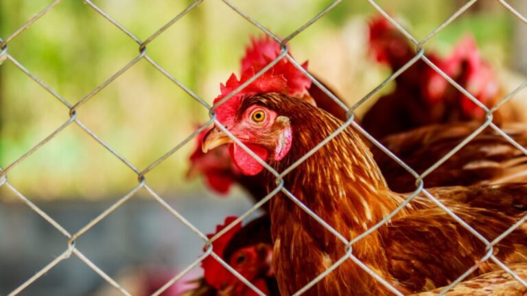 With Our Premium Poultry Wire Fencing, You Can Increase Security and ...
