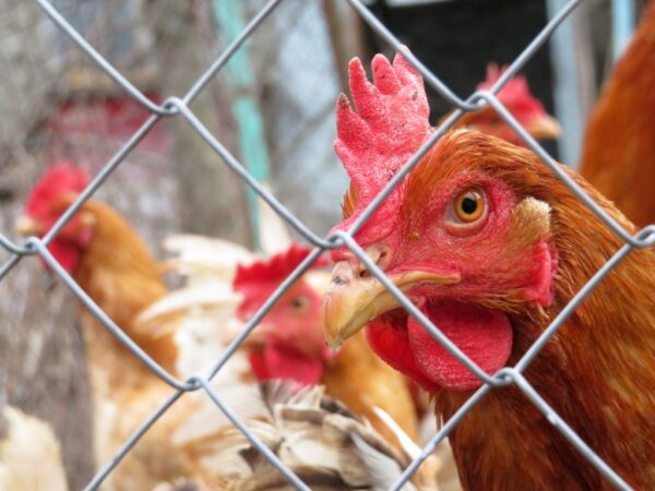 With Our Premium Poultry Wire Fencing, You Can Increase Security and ...